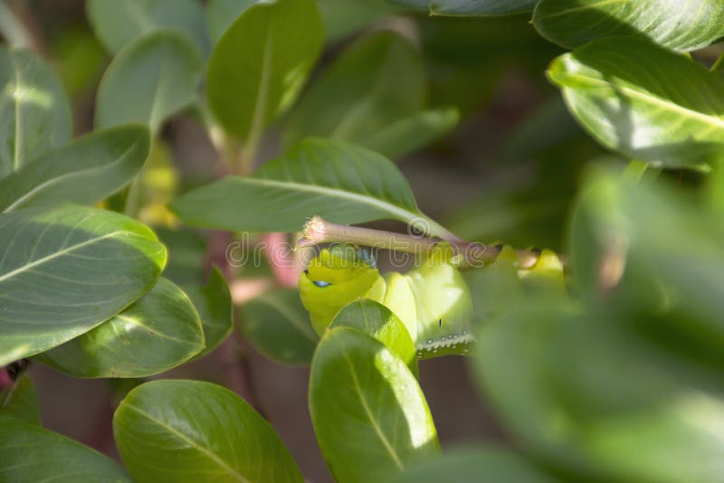 Green worm on tree. stock photo. Image of plant, white - 76415050