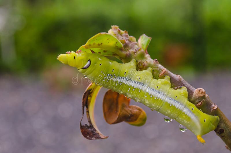Green worm stock photo. Image of leaf, biology, animal - 35291538