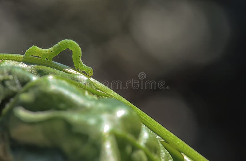Green worm stock photo. Image of vegetable, worm, closeup - 199247536