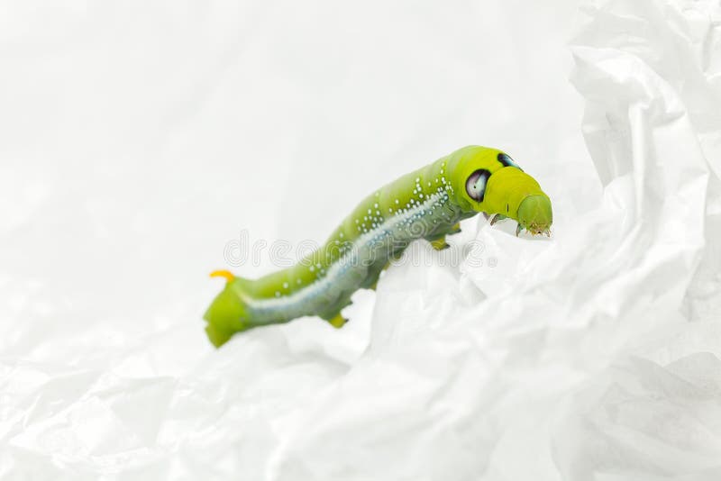 Green Worm White Background Stock Image - Image of green, papilio: 66876459