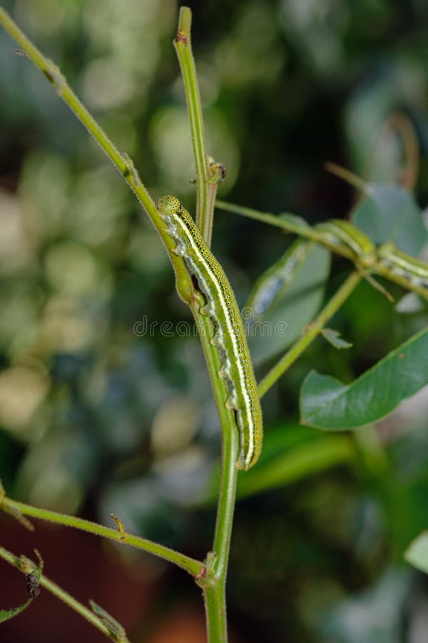 Green worms stock image. Image of beautiful, bugs, branch - 192749605