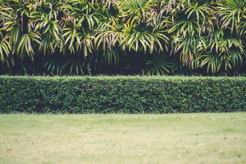 Green Yard with Trees in Background Stock Photo - Image of meadow ...