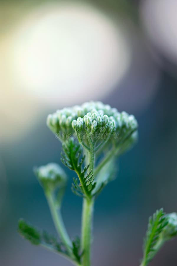 Green Yarrow Buds stock image. Image of homeopathy, health - 213028005