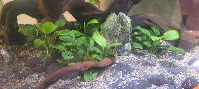 Green Yas Plants Grow between the Stone and Sand Tree Roots Stock Image ...