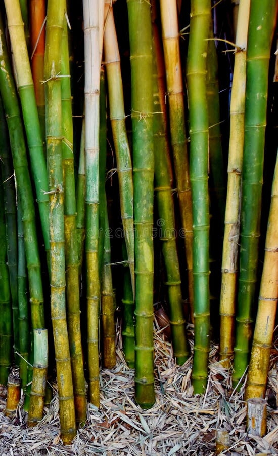 Green and Yellow Bamboo Tree Stems Stock Image - Image of rings, plant ...