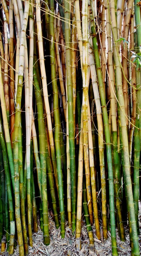 Green and Yellow Bamboo Tree Stems Stock Image - Image of stem, green ...