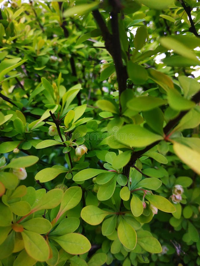 Barberry bush stock photo. Image of closeup, branch, garden - 43213350