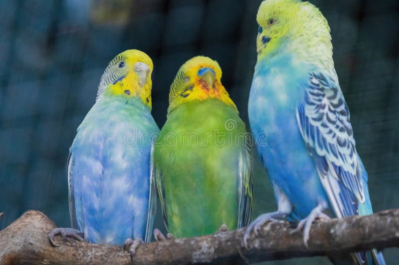 A Green and Yellow Budgerigar Bird is Perched on a Branch Stock Image ...