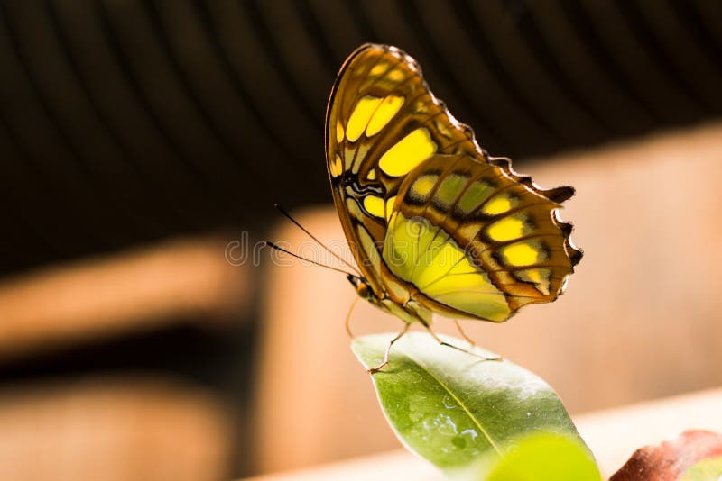 Green And Yellow Butterfly Picture. Image: 87586272