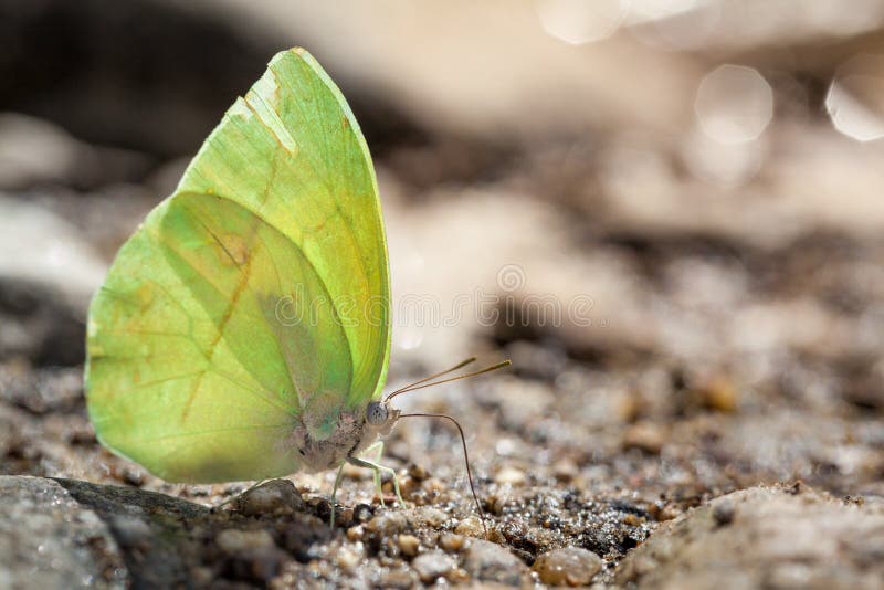 Green and Yellow Butterfly on Stone River Stock Photo - Image of insect ...
