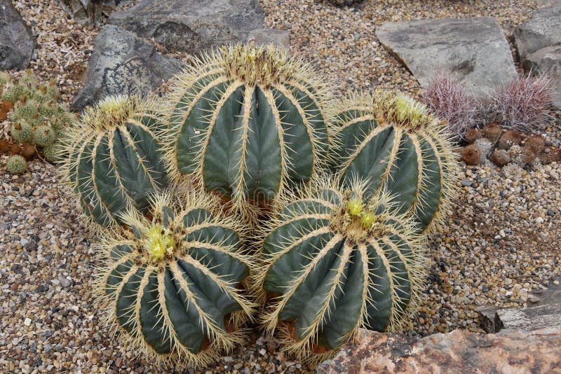 Green and Yellow Cactus in the Desert Stock Photo - Image of yellow ...