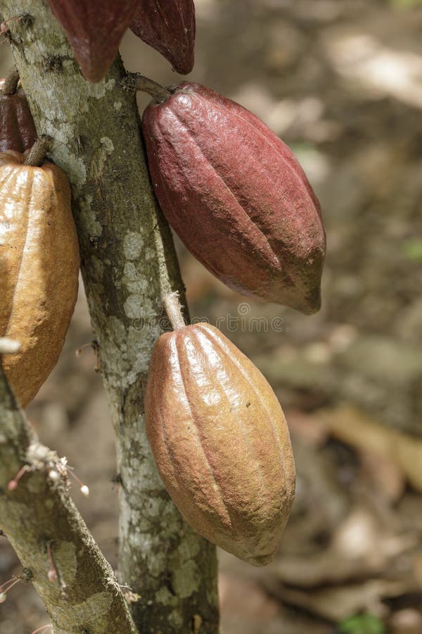Green and Yellow Cocoa Pods on Cocoa Trees in a Cocoa Plantation Stock ...