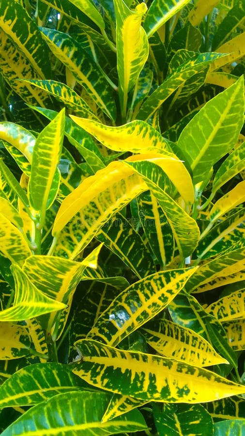Green Yellow Croton Flower Plant Stock Image - Image of yellow, green ...