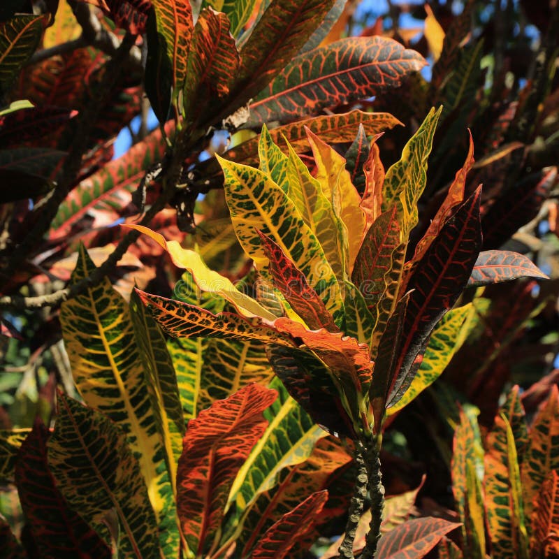 Green yellow croton plant stock image. Image of travel - 357300581