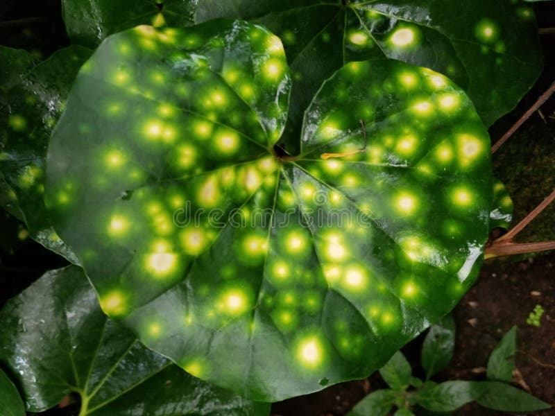 Closeup of the Green and Yellow Dotted Leaves of Leopard Plant Stock ...