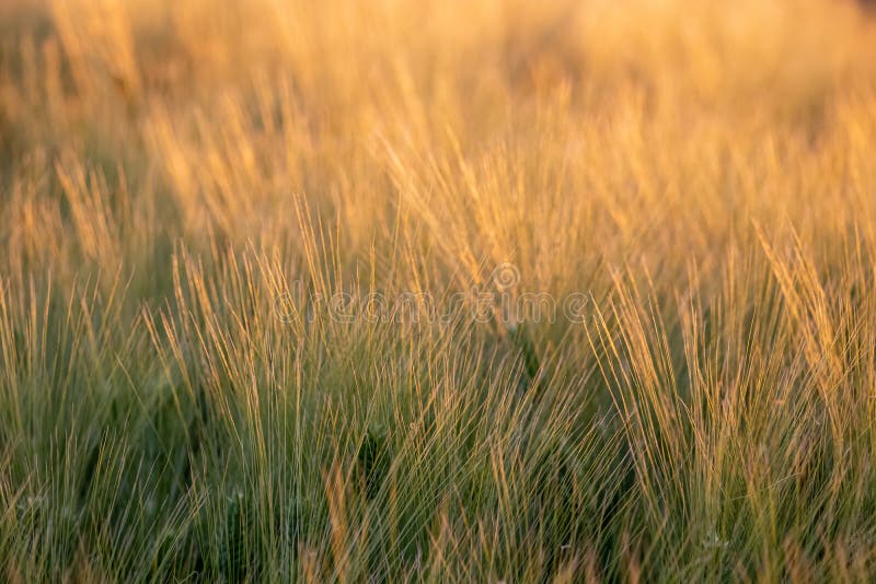 703 Triticale Grass Stock Photos - Free & Royalty-Free Stock Photos ...