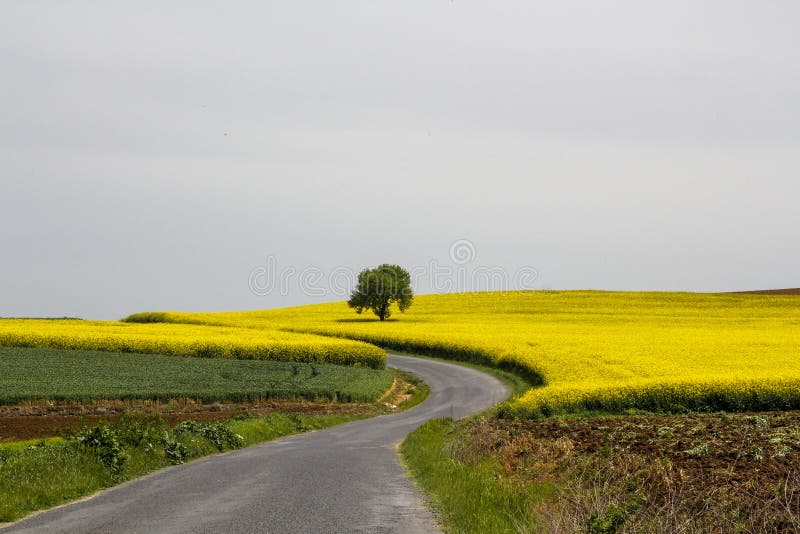 Green yellow field stock image. Image of nature, spring - 146762509