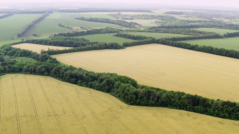 Green and Yellow Fields with Trees and Forest Belts Dividing Different ...