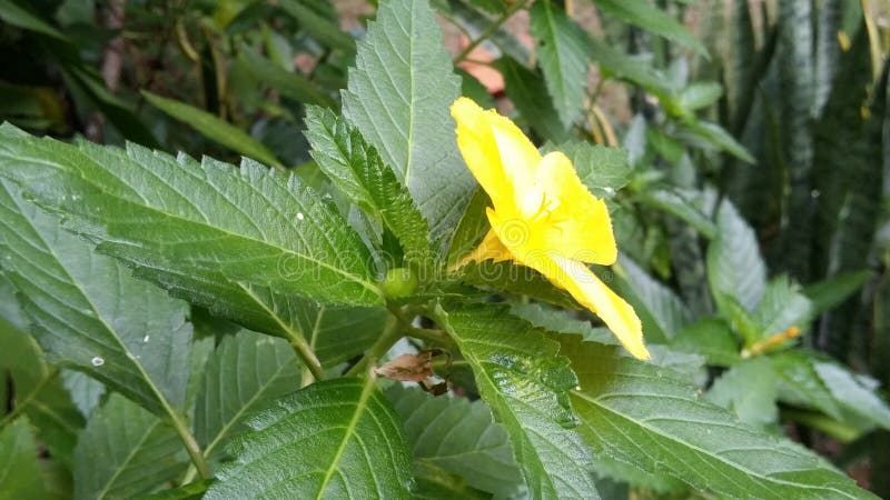 Green yellow flowers editorial photo. Image of shot, green - 49661046