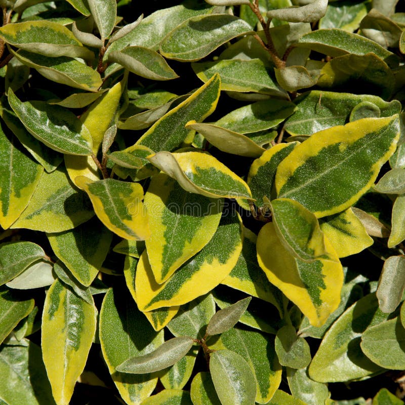 Green and Yellow Foliage of an Elaeagnus Ebbingei Viveleg Stock Image ...