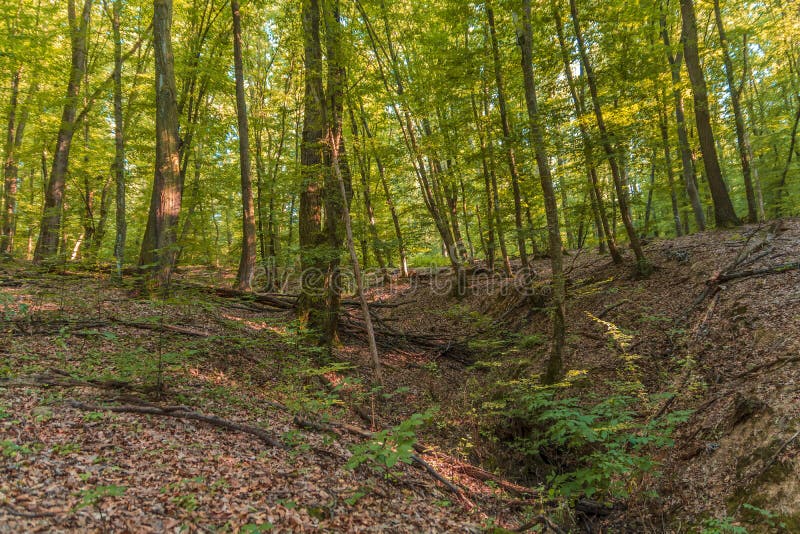 Green and Yellow Forest with Dent Ground Stock Photo - Image of ...