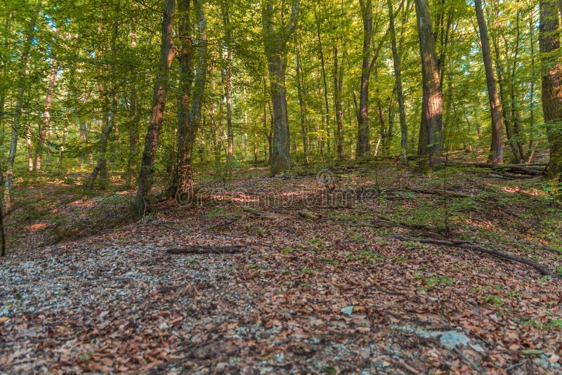 Green and Yellow Forest with Ground Foreground Stock Image - Image of ...