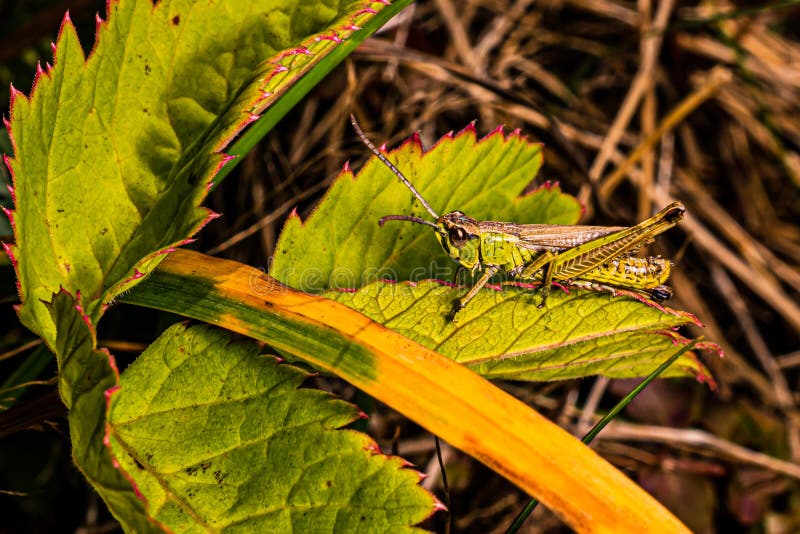 A Green and Yellow Grasshopper Sits on the Edge of a Green Leaf Stock ...