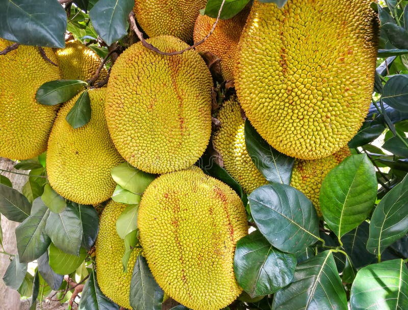 Green-yellow Jackfruit Grows on a Jackfruit Tree. Stock Photo - Image ...