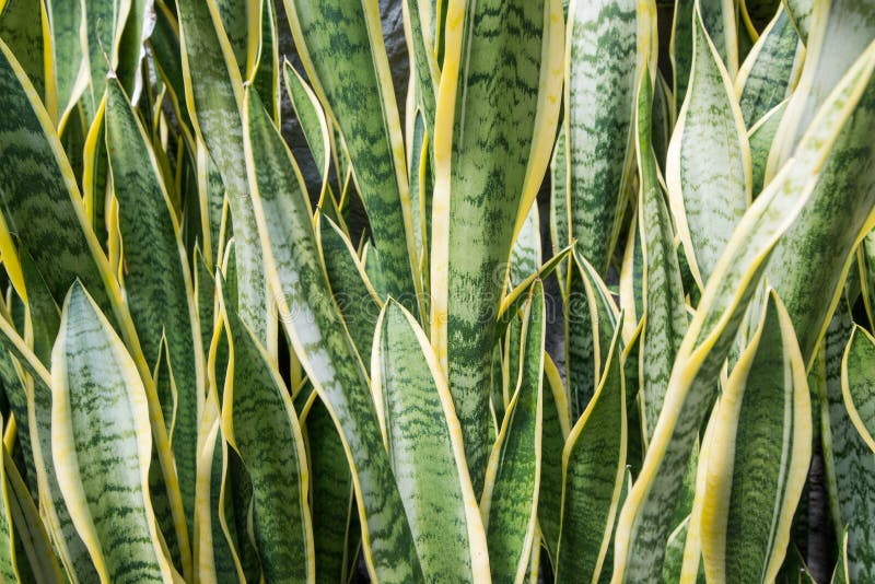 Long and pointy leaves stock image. Image of long, ornamental - 113480065