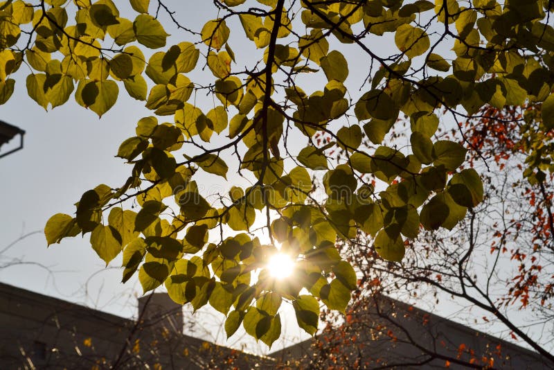 Green and Yellow Leaves on the Tree. the Sun Shines through the Leaves ...