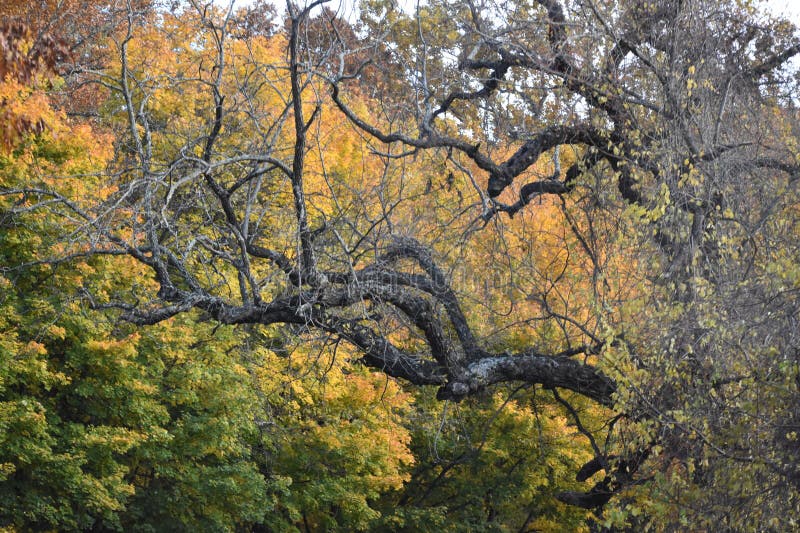 Tree Limbs in the Fall of 2023 in Southern Virginia Stock Photo - Image ...