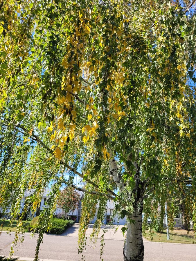 Green and Yellow Leaves on the Weeping Birch Tree Stock Photo - Image ...