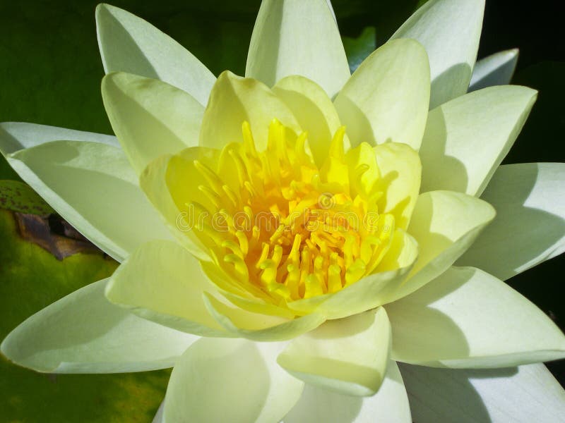 Green and Yellow Lily Pad Flower Stock Photo - Image of botanic, bright ...