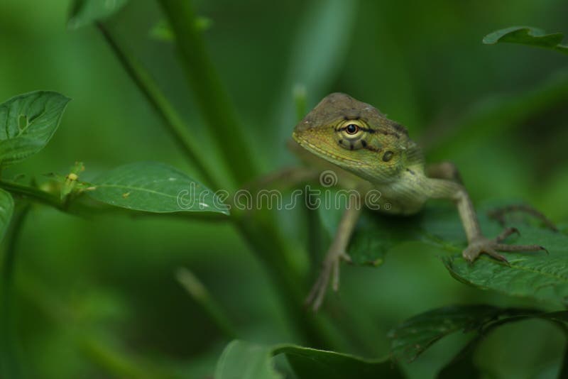A Green-yellow Lizard Looking Stock Photo - Image of color, lizard ...
