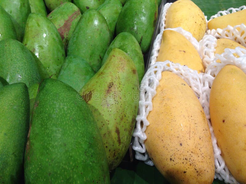Green and yellow mangoes stock image. Image of green - 49298725