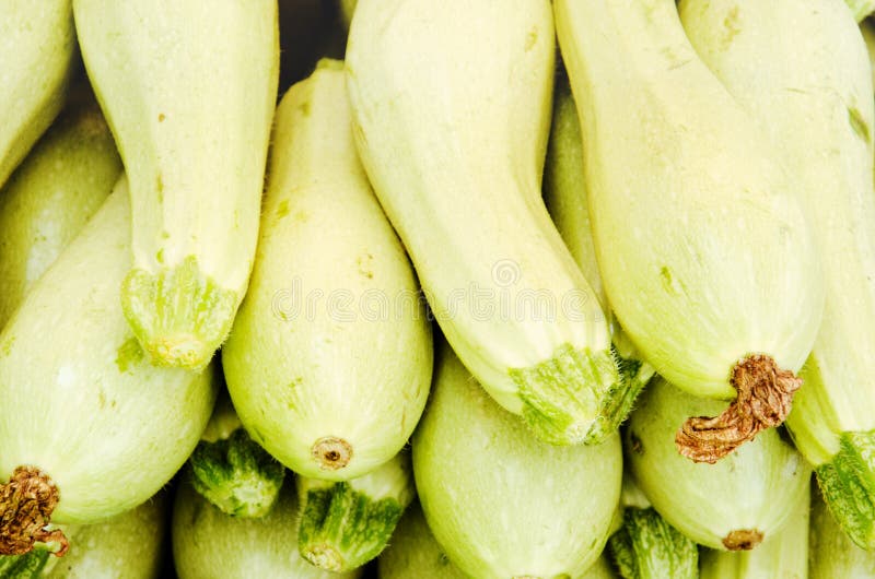 Yellow Marrow stock photo. Image of gourd, healthy, gourmet - 24053228