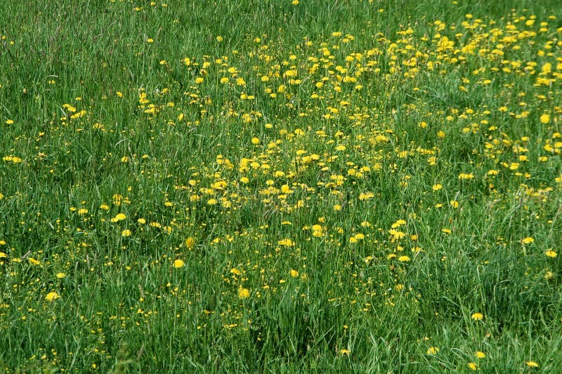 Green and yellow meadow stock photo. Image of nature, yellow - 787952