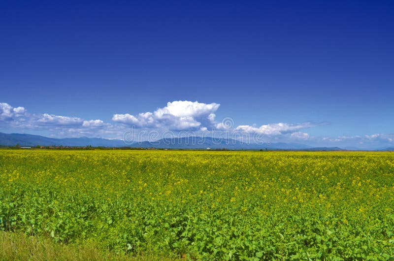 Green Yellow Meadow - Relaxing Background Stock Image - Image of land ...