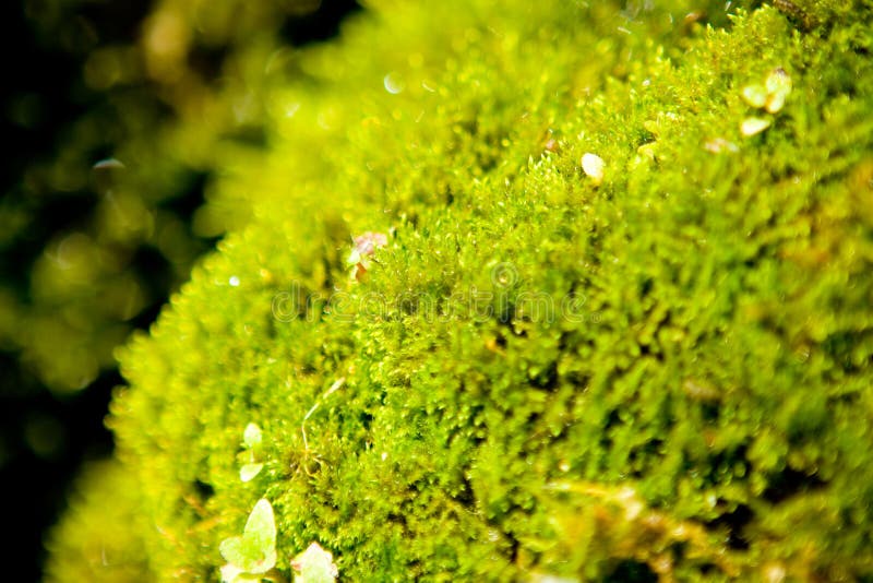 Green - yellow moss stock photo. Image of nature, show - 5231010