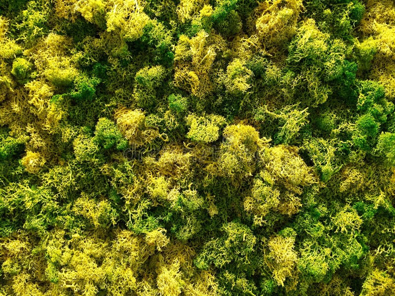 Green and Yellow moss stock photo. Image of nature, decoration - 81981946