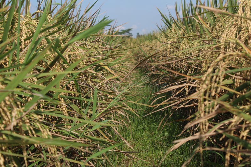 Green and Yellow Paddy Trees Blowing in the Wind Stock Photo - Image of ...