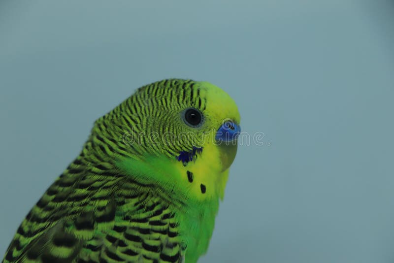 Green and Yellow Parakeet on White Background Stock Image - Image of ...
