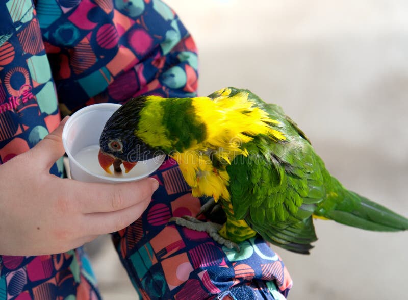 Parrot drinking from cup stock photo. Image of tame - 236731500
