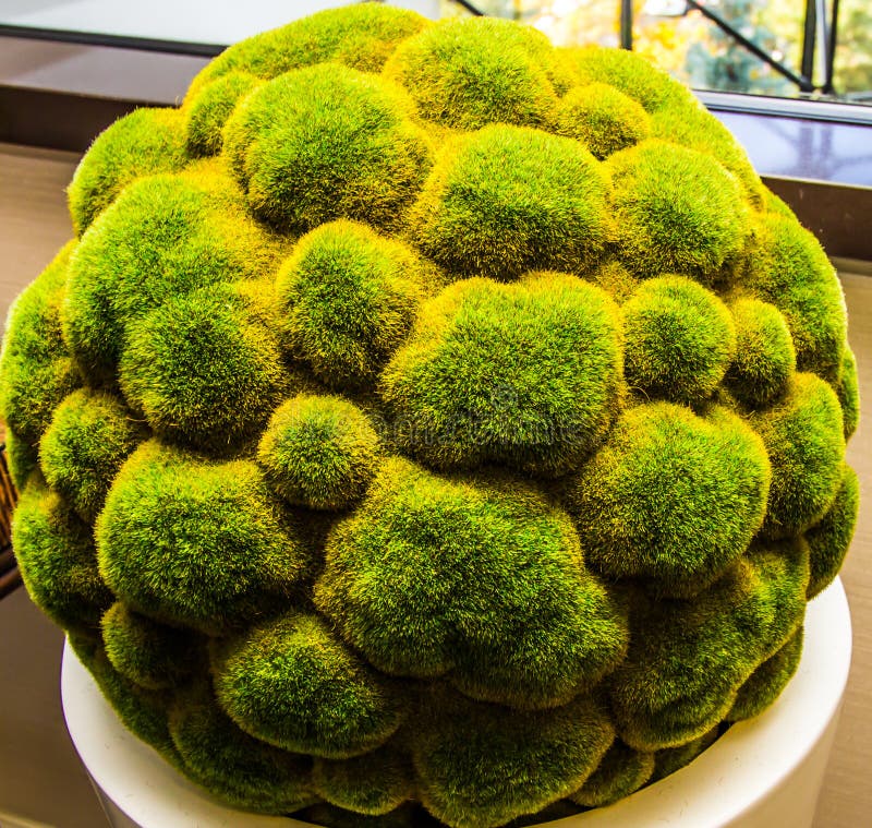 253 Fuzzy Green Balls Stock Photos - Free & Royalty-Free Stock Photos ...