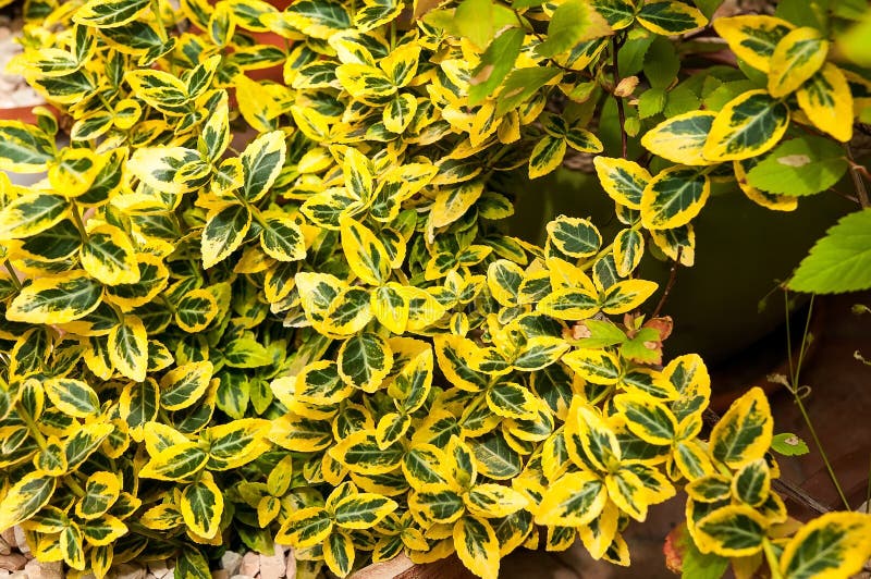 Green and yellow plant stock photo. Image of colored - 35120652