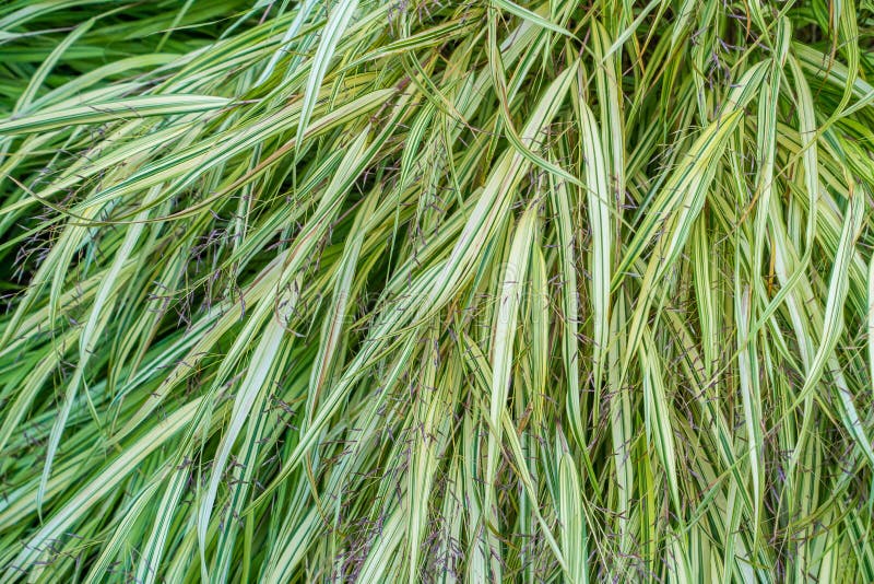 183 Green Stringy Plant Stock Photos - Free & Royalty-Free Stock Photos ...