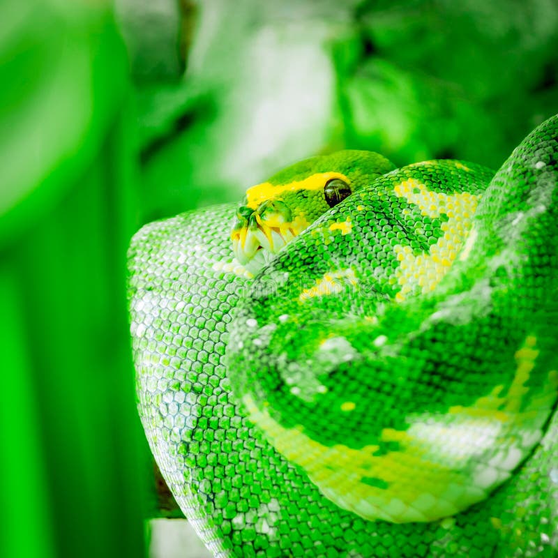 Coiled Green Snake Stock Images - Download 409 Royalty Free Photos