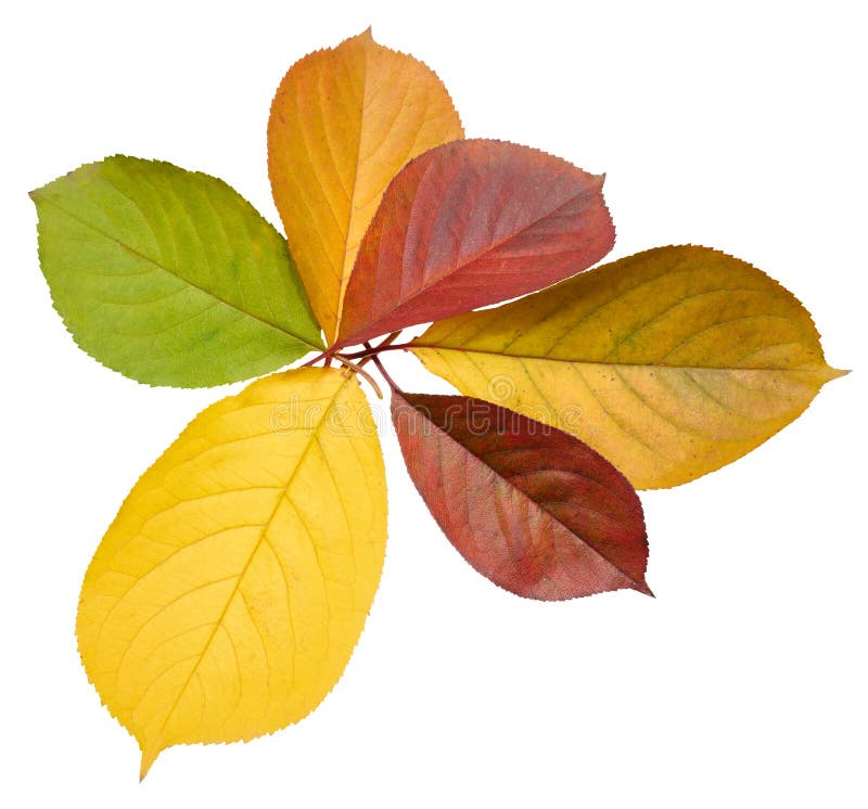 Green, Yellow and Red Cherry Tree Leaves on Isolated Background ...