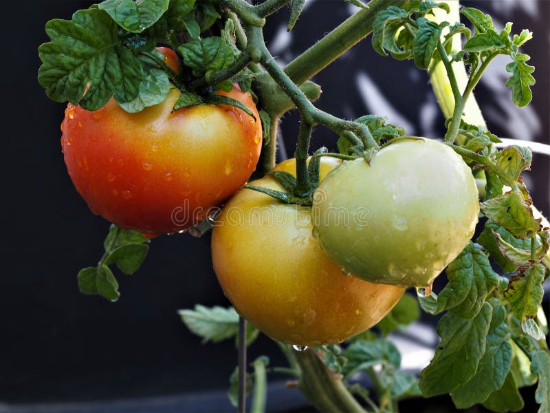 Three Different Color Tomatoes on the Same Branch Stock Photo - Image ...