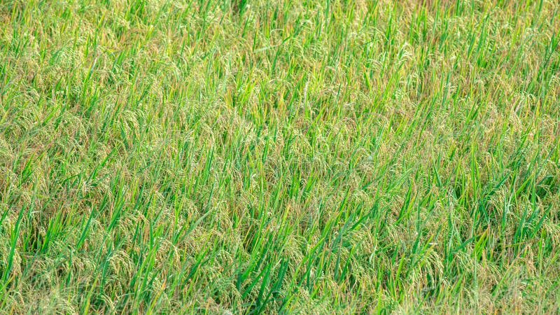 Green and Yellow Rice Fields Stock Image - Image of agriculture, rice ...